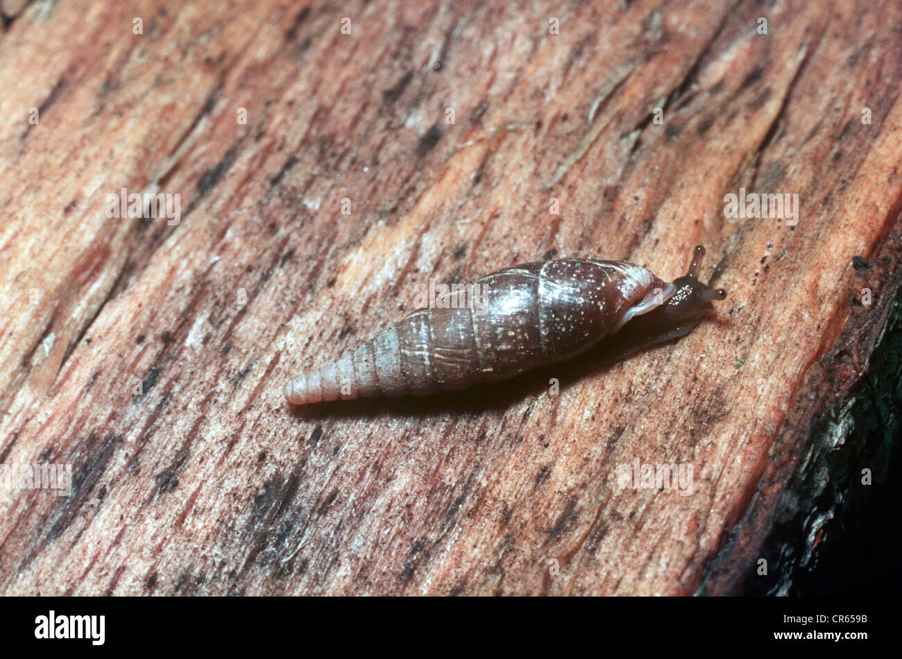 Plaited hi-res stock photography and images - Alamy