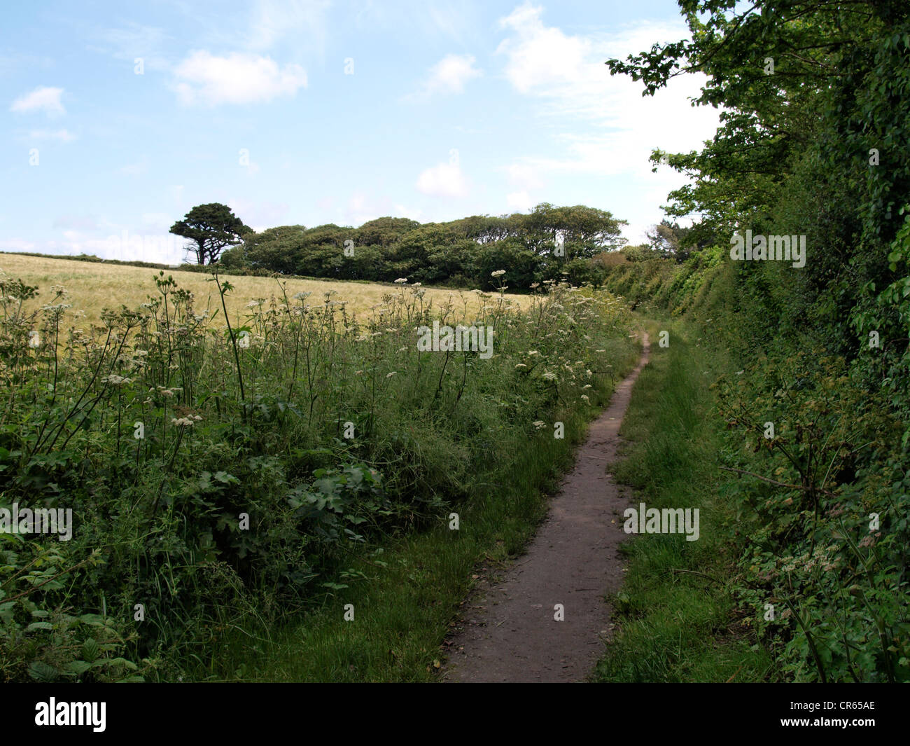 Footpath around a field, Padstow, Cornwall, UK Stock Photo - Alamy