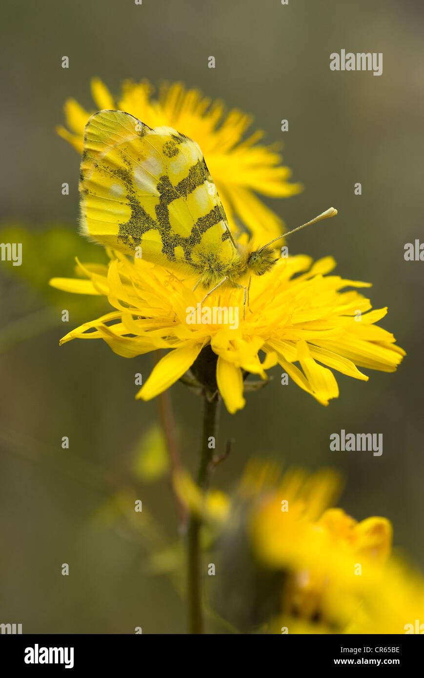 Butterfly Provence High Resolution Stock Photography and Images - Alamy