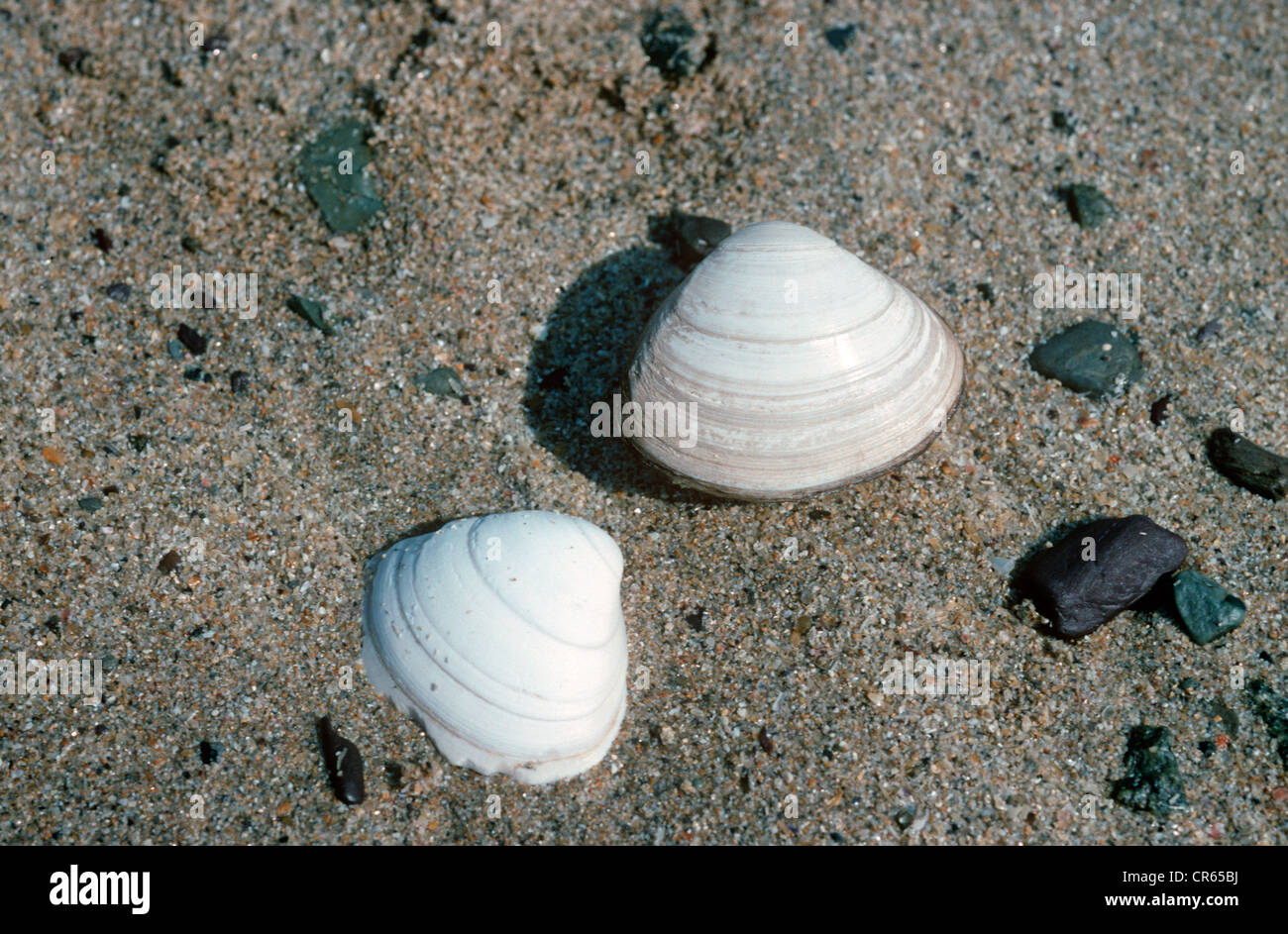 Blunt tellin (Arcopagia crassa: Tellinidae) shells washed up on the ...