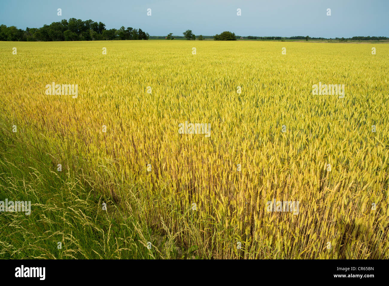 Field of growing green grain Stock Photo - Alamy