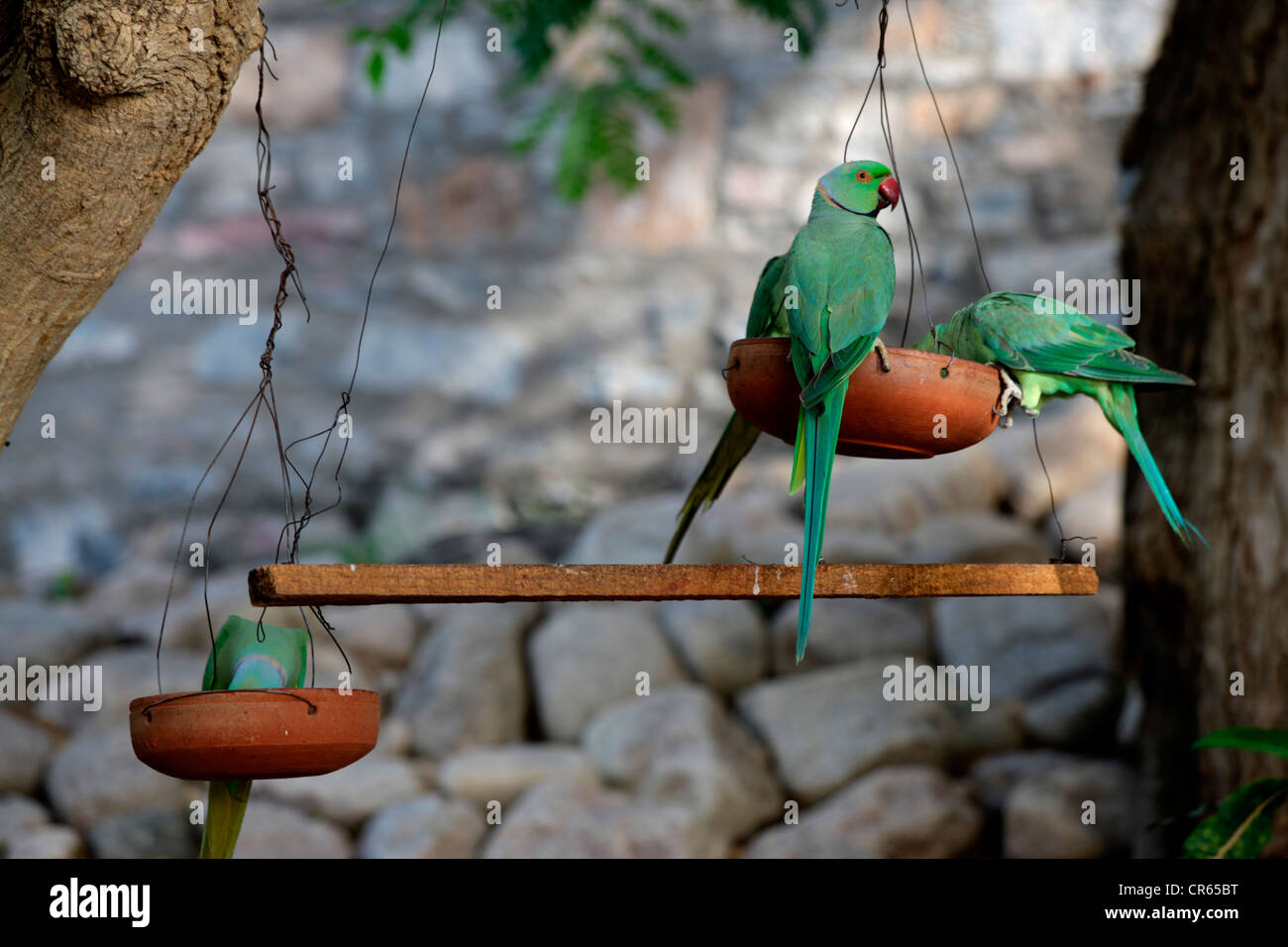 Hanging Birds Nest High Resolution Stock Photography and Images - Alamy