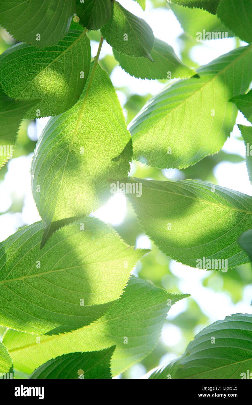 See through branches hi-res stock photography and images - Alamy