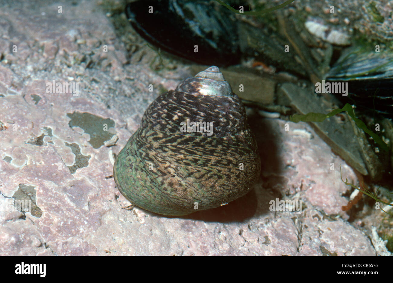 Thick or toothed topshell (Monodonta lineata) live in rockpool with the ...
