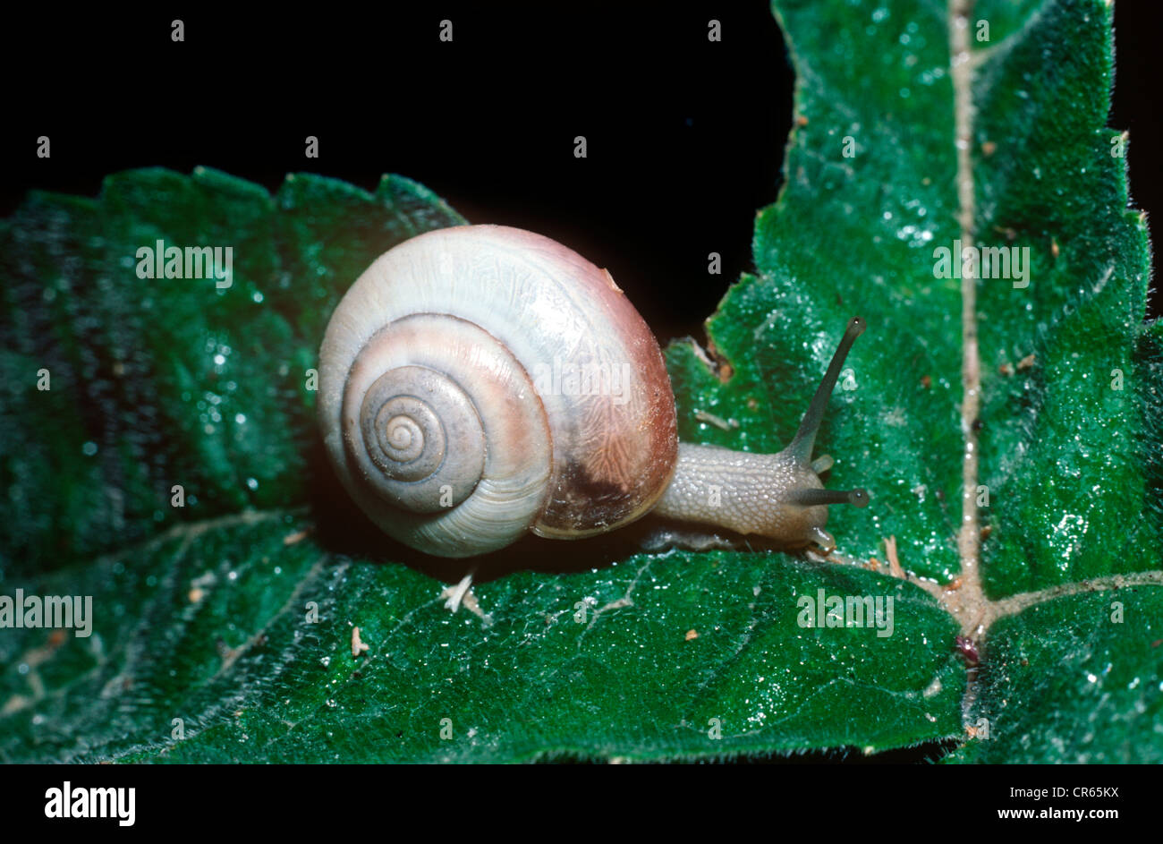 Kentish snail (Monacha cantiana: Helicidae) UK Stock Photo - Alamy