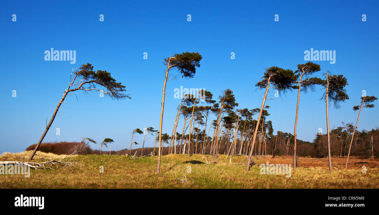 Wind blown coastal tree hi-res stock photography and images - Alamy