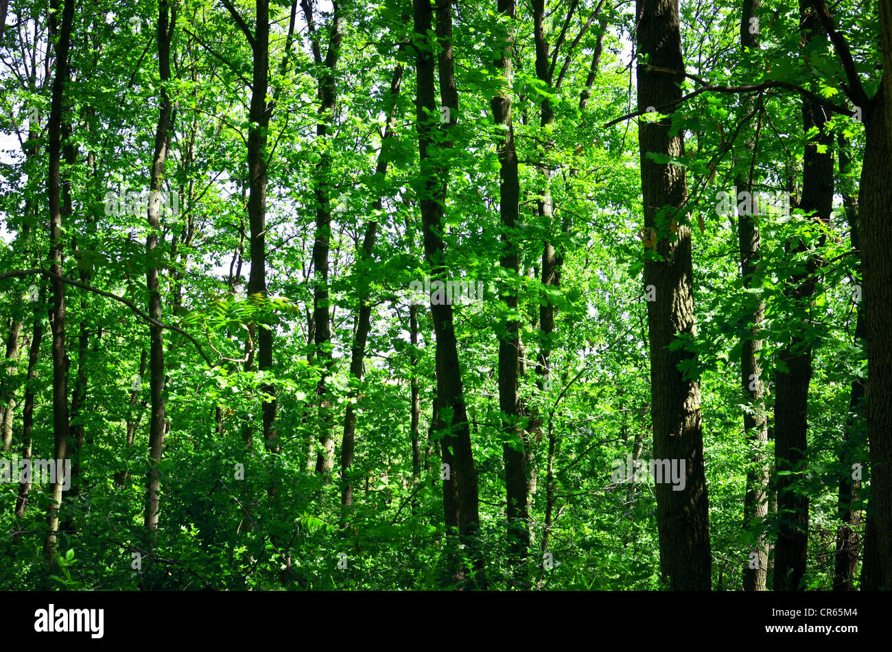 Green forest background Stock Photo - Alamy