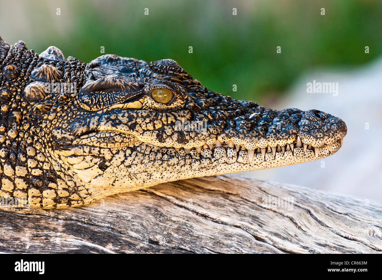 Route for wildlife hi-res stock photography and images - Alamy