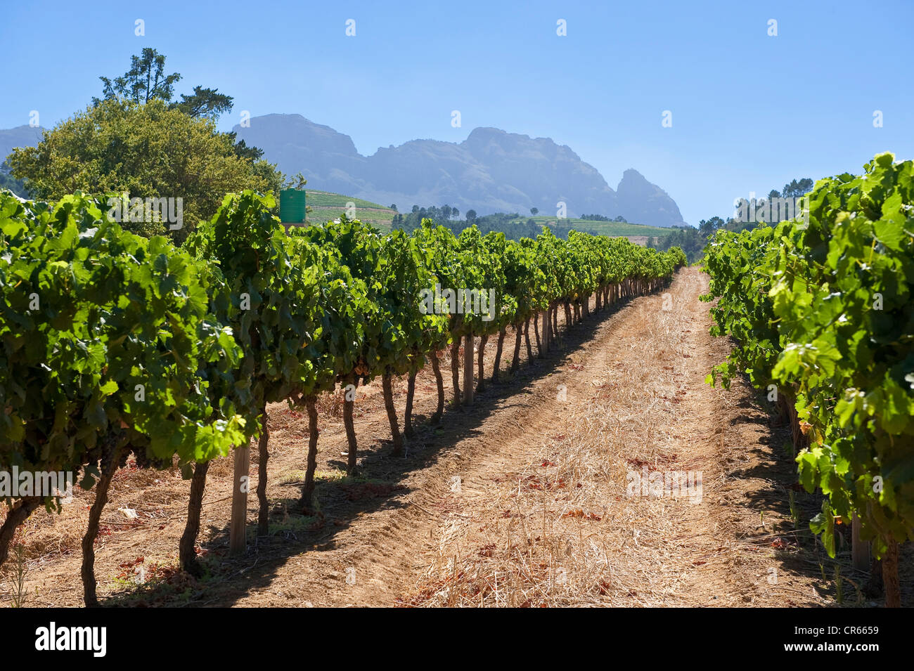 Morgenhof High Resolution Stock Photography and Images - Alamy