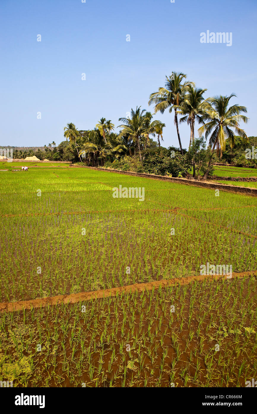 Goa rice field hi-res stock photography and images - Alamy
