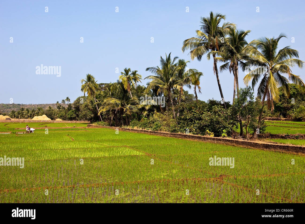 Goa rice field hi-res stock photography and images - Alamy