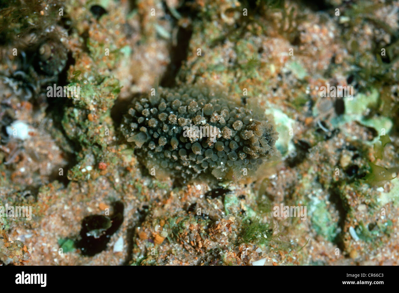 A sea-slug, Warty dorid (Doris verrucosa: Dorididae) Portugal Stock ...