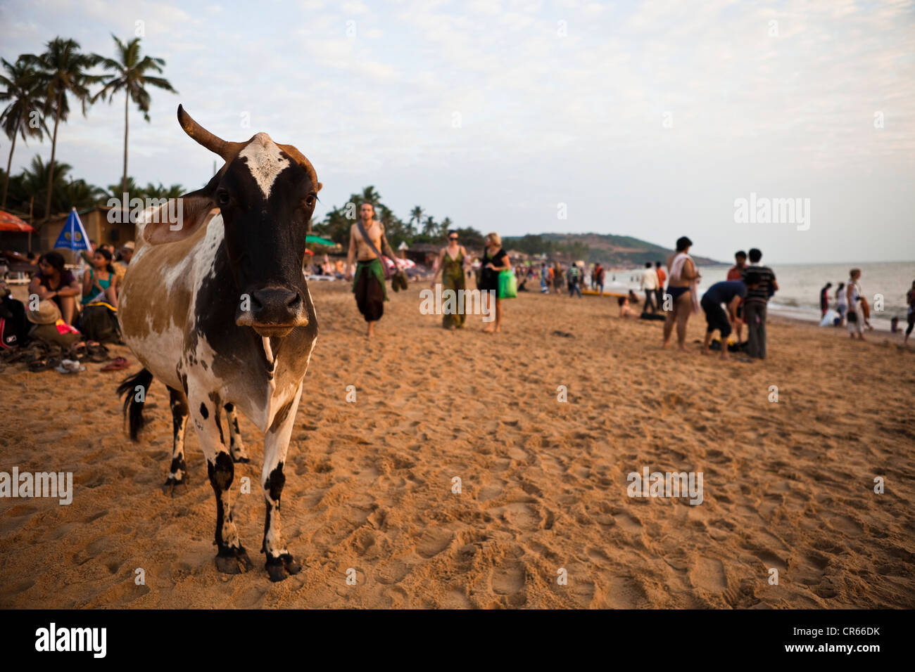 India, Goa State, Anjuna, the beach Stock Photo - Alamy