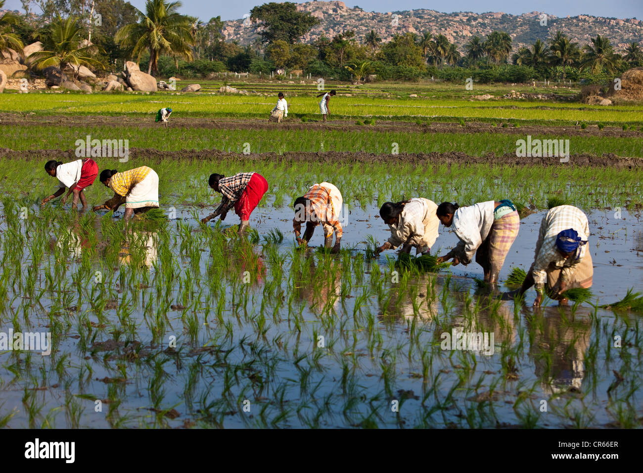 Rice fields india hi-res stock photography and images - Alamy