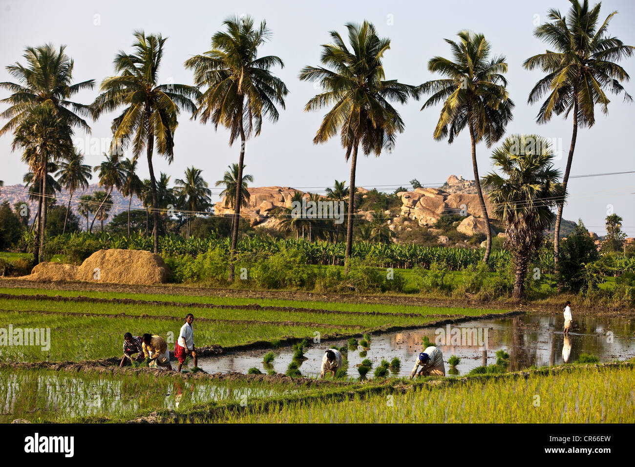 India, Karnataka State, Hampi, rice fields on Tungabhadra River banks ...