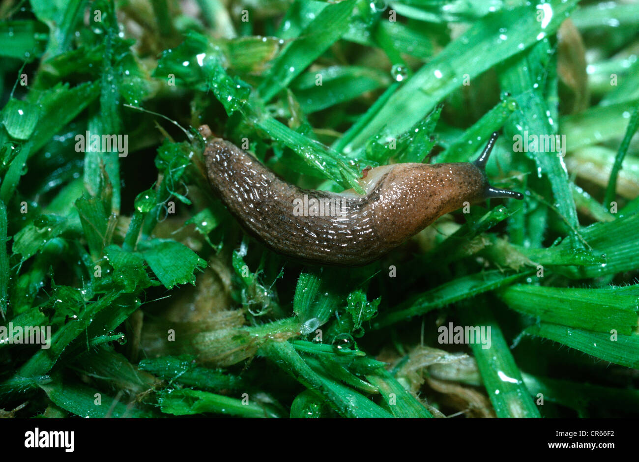 Dusky slug (Arion subfuscus: Arionidae) in a garden UK Stock Photo - Alamy