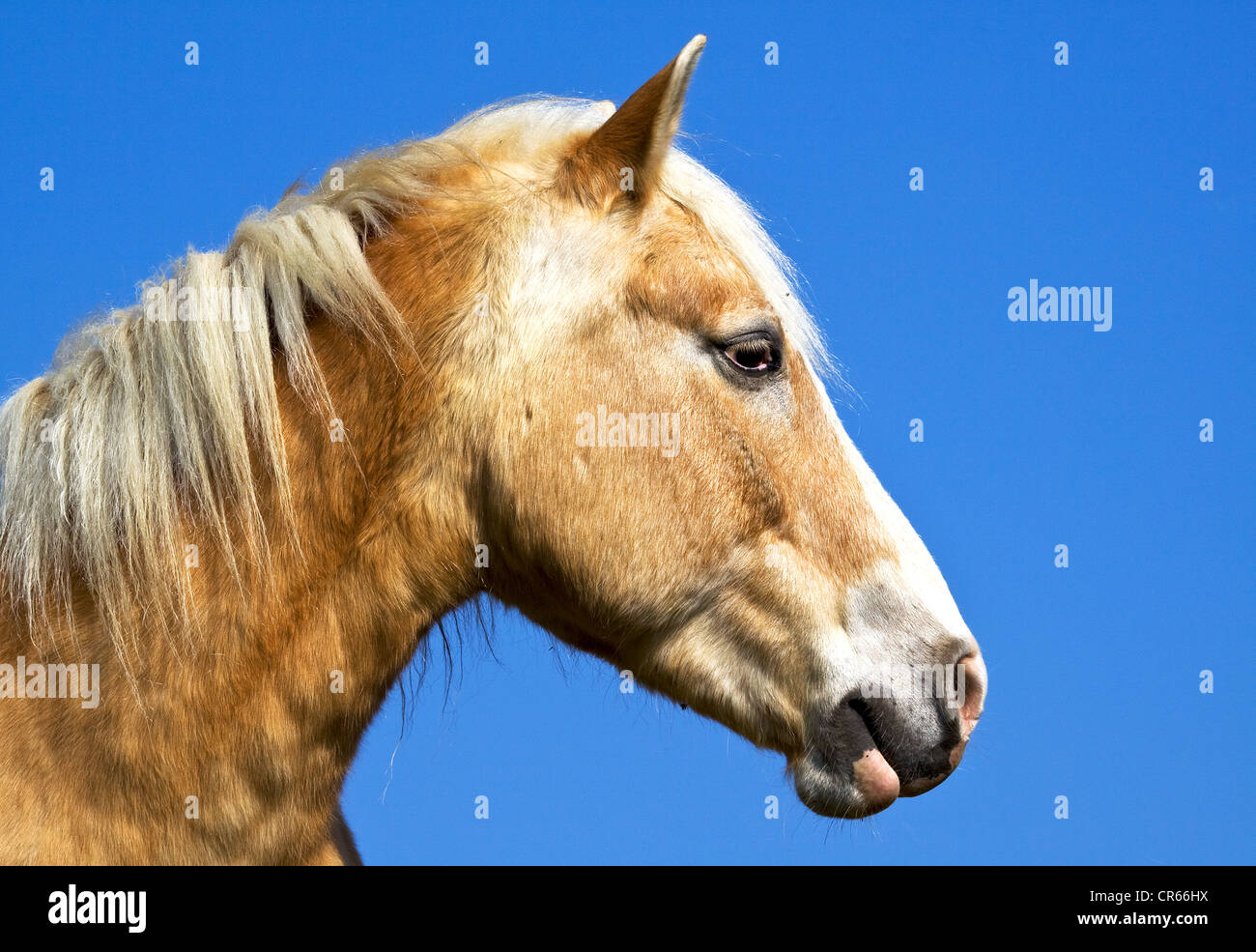 Horse (Equus ferus caballus) portrait Stock Photo - Alamy