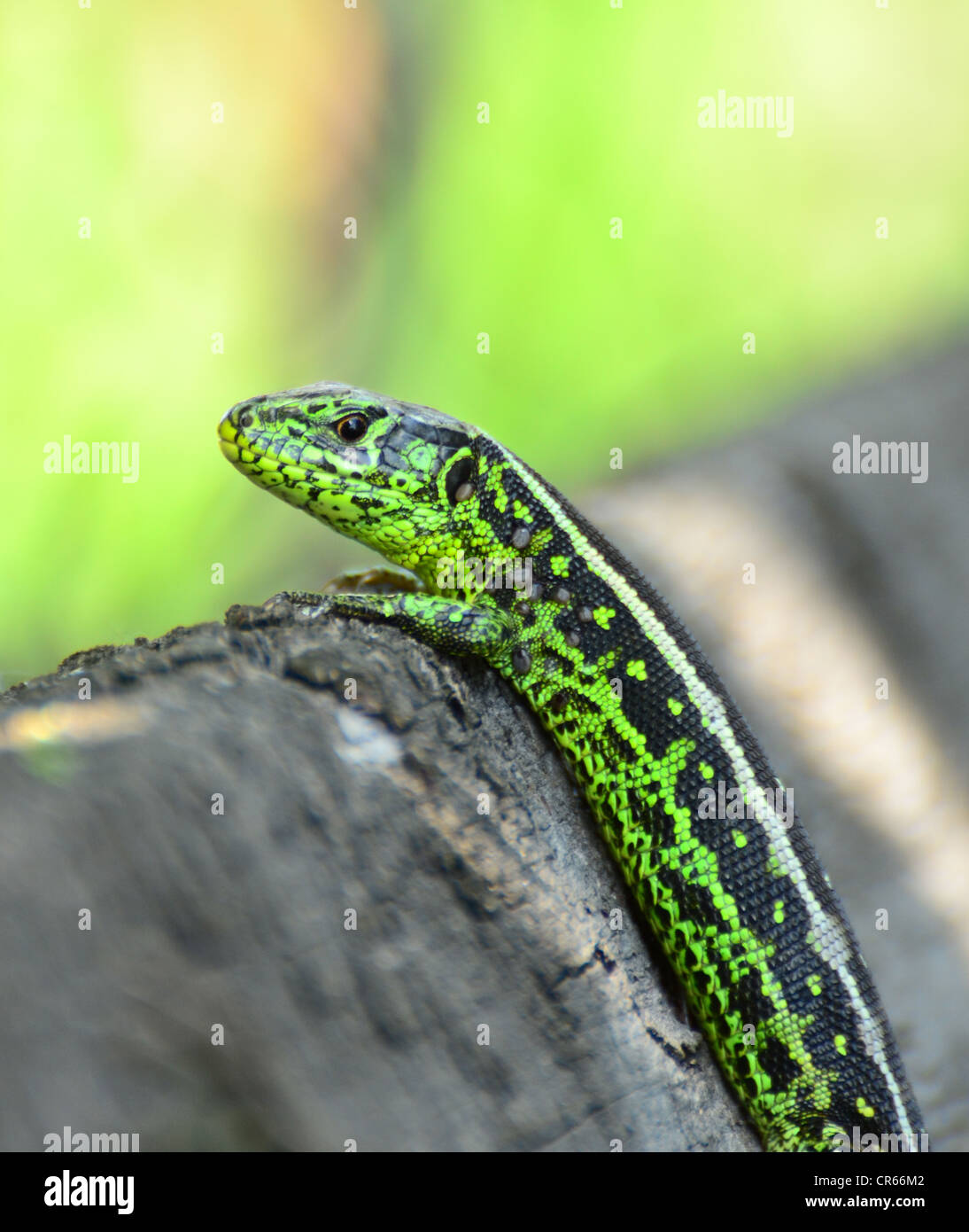 Green lizard macro shot Stock Photo - Alamy