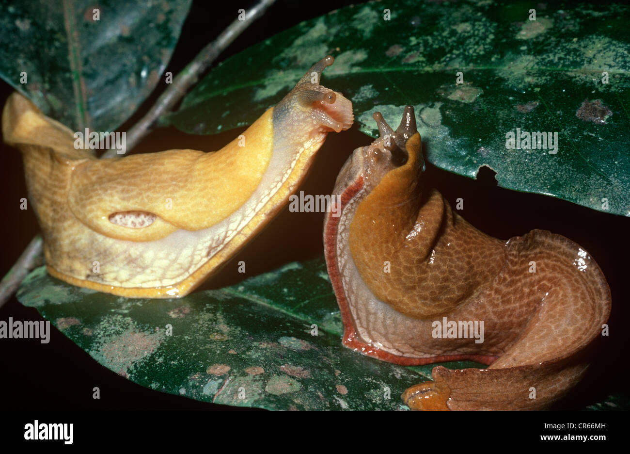 Rain dance africa hi-res stock photography and images - Alamy