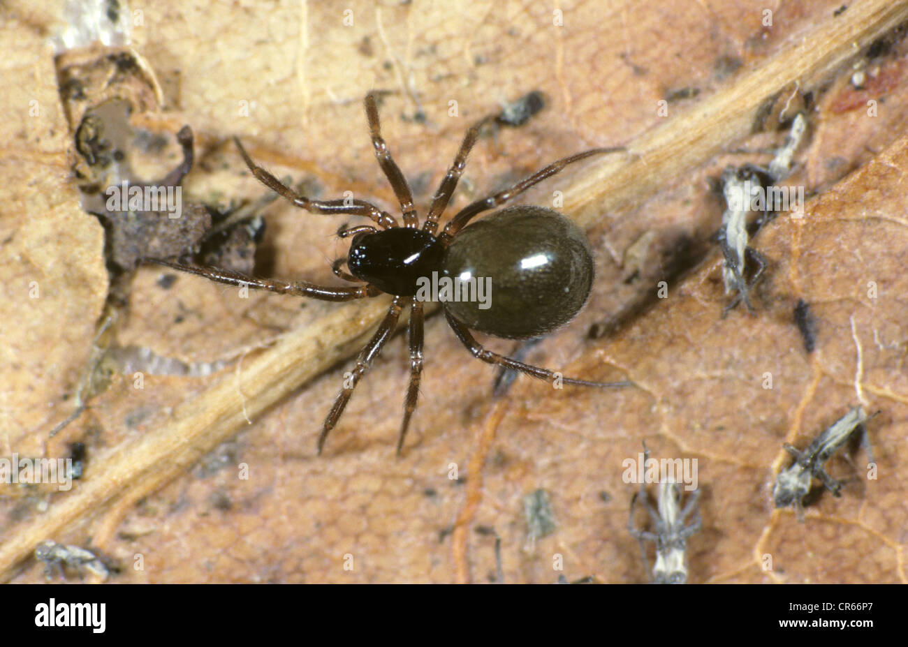 Milleriana hi-res stock photography and images - Alamy