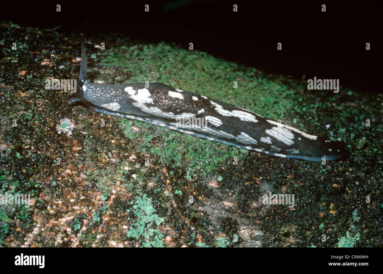 Large slug (Dendrolimax sp.: Limacidae) on a tree in forest Kenya Stock ...