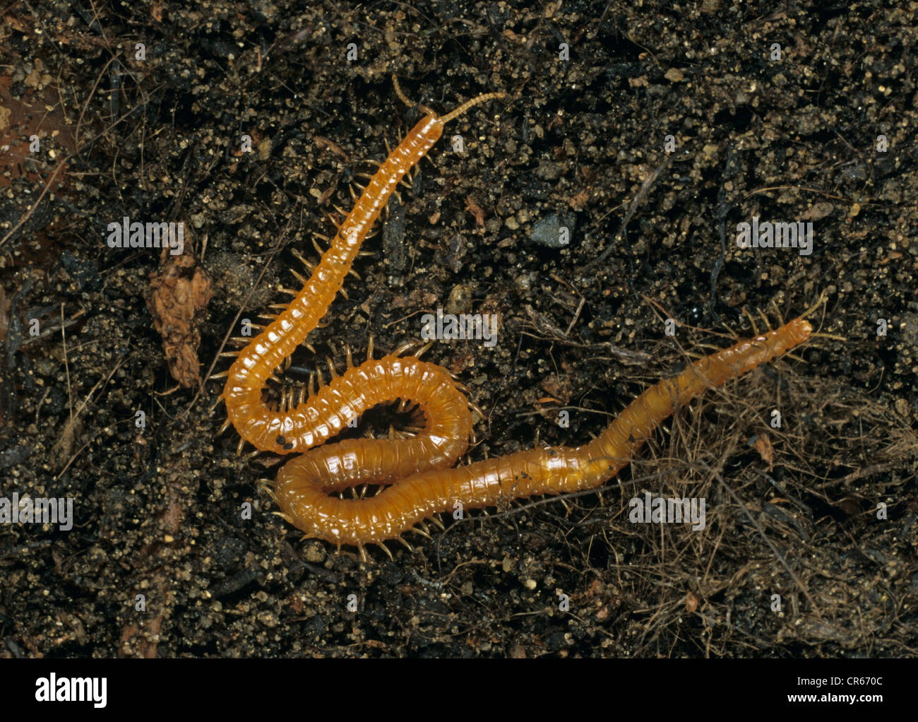 Soil centipede hi-res stock photography and images - Alamy