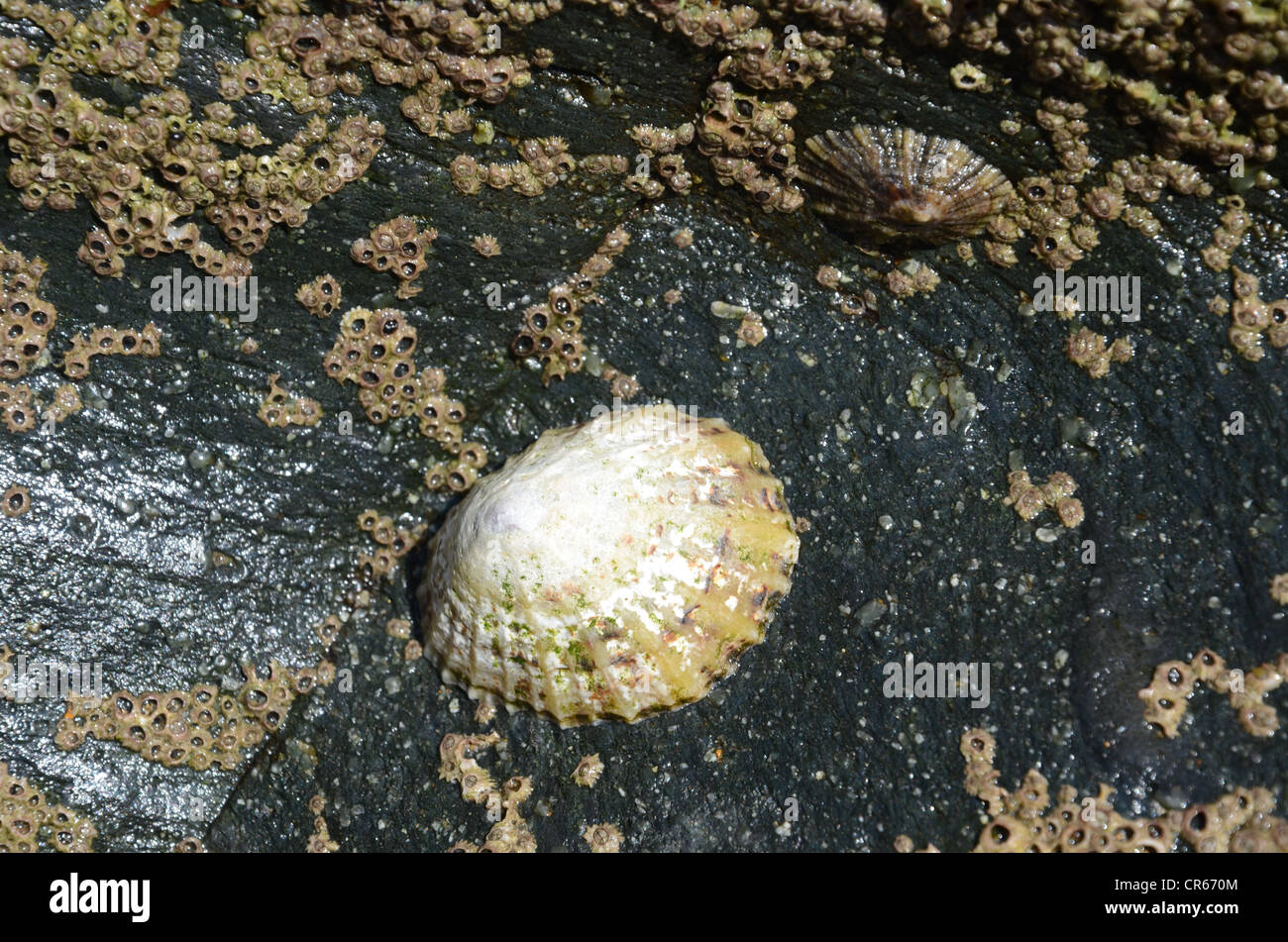 Barnacle rock hi-res stock photography and images - Alamy