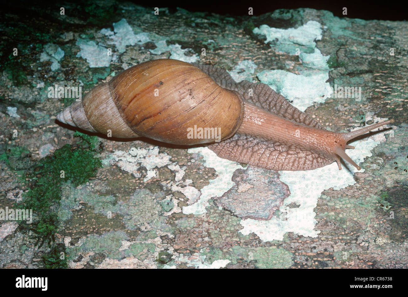 African / Golden land snail (Achatina iredalei) on a tree in rainforest ...