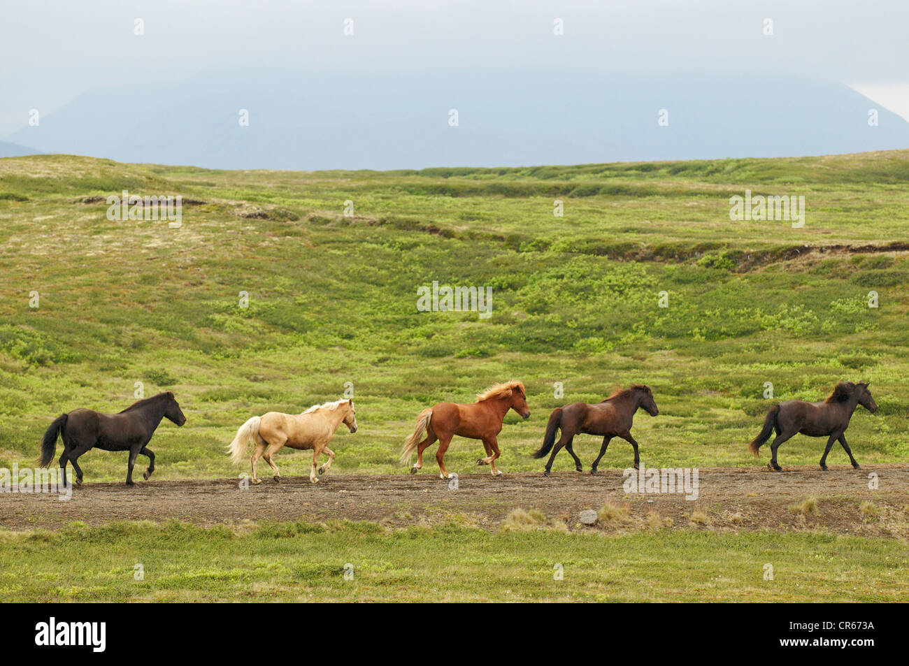 Icelandic breeding hi-res stock photography and images - Alamy