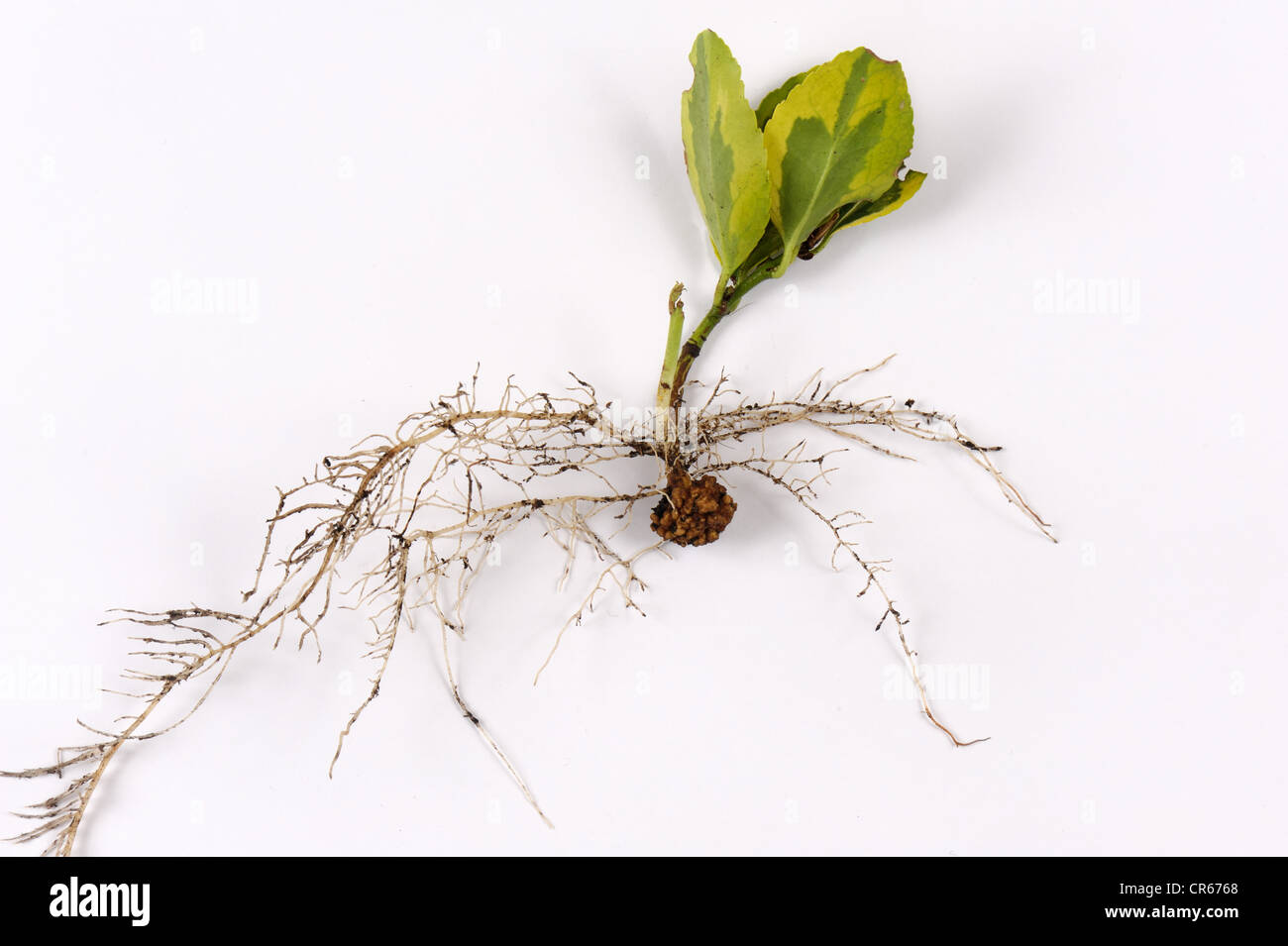 Agrobacterium tumefaciens hi-res stock photography and images - Alamy