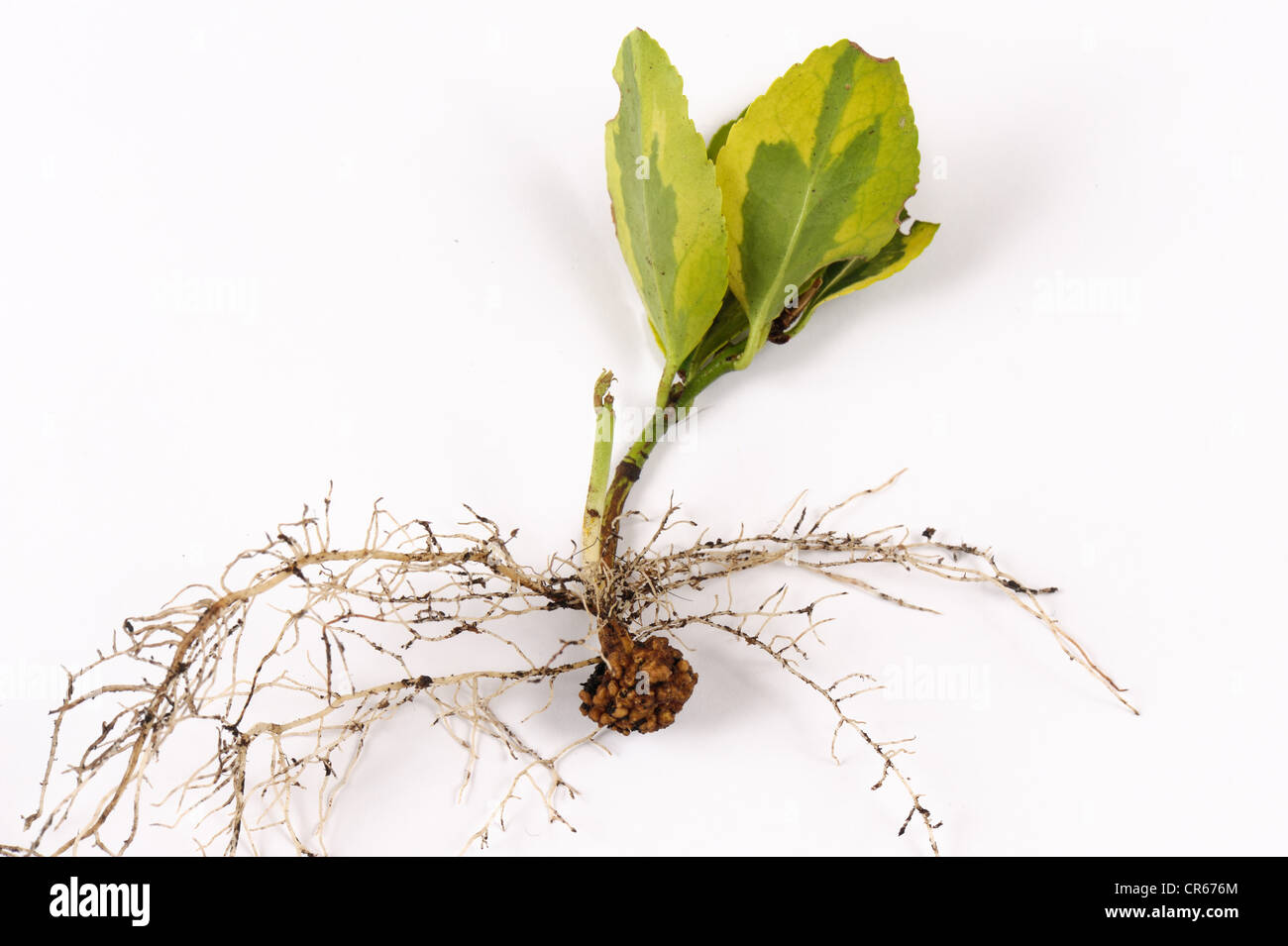 Rhizobium bacteria hi-res stock photography and images - Alamy