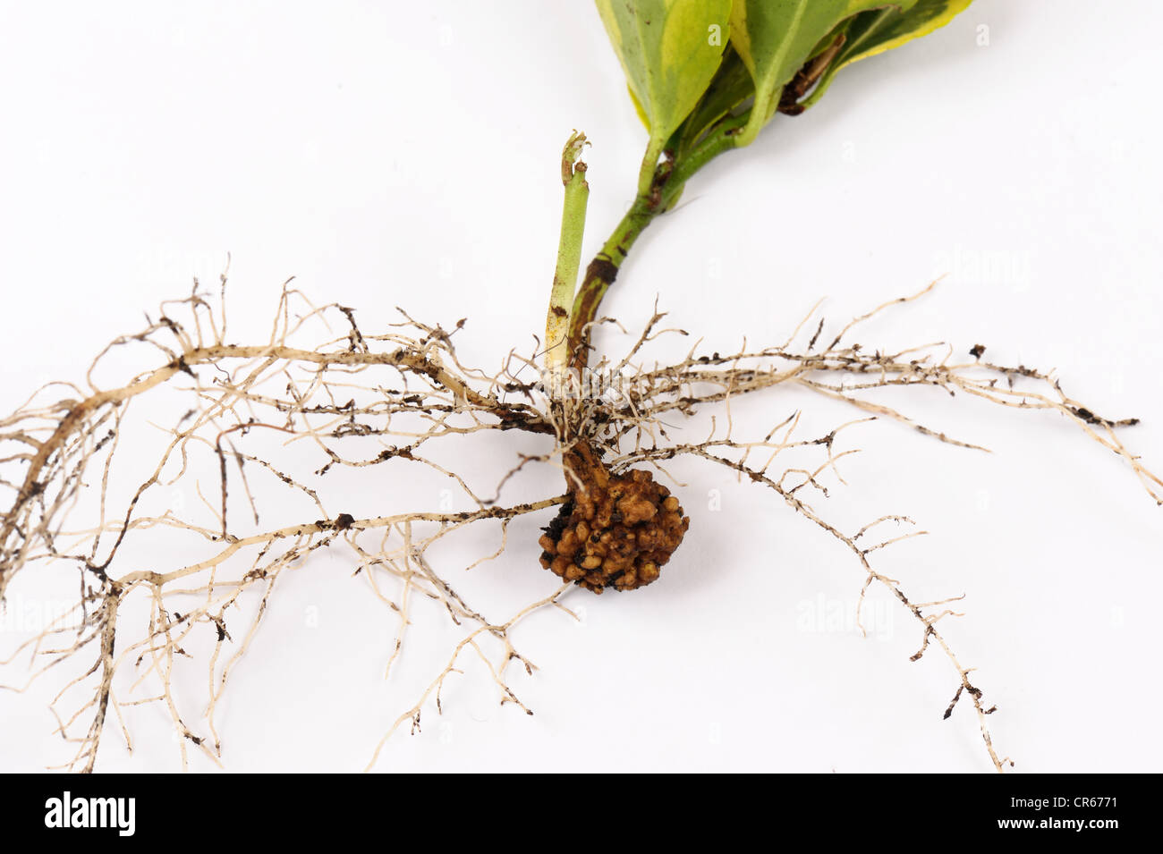 Rhizobium radiobacter hi-res stock photography and images - Alamy