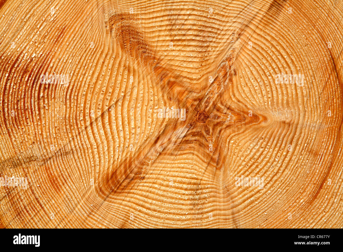 Tree rings annular rings hi-res stock photography and images - Alamy