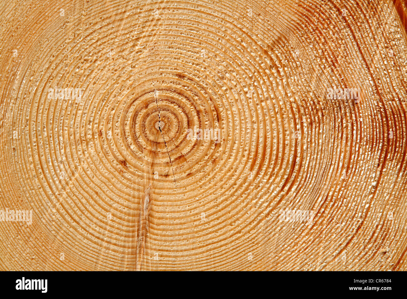 Annual growth lines hi-res stock photography and images - Alamy