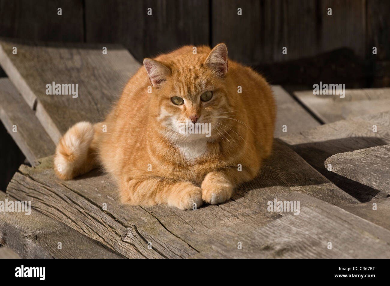 Red domestic cat (Felis silvestris catus) lying on wooden planks in the ...