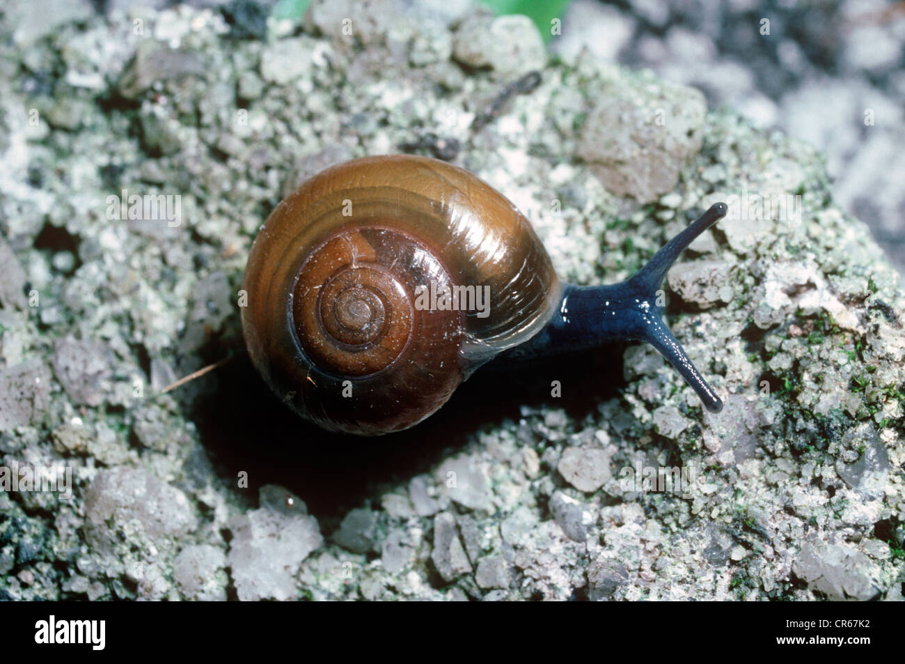 Dark-bodied Glass-snail / Drapernaud's glass snail (Oxychilus ...