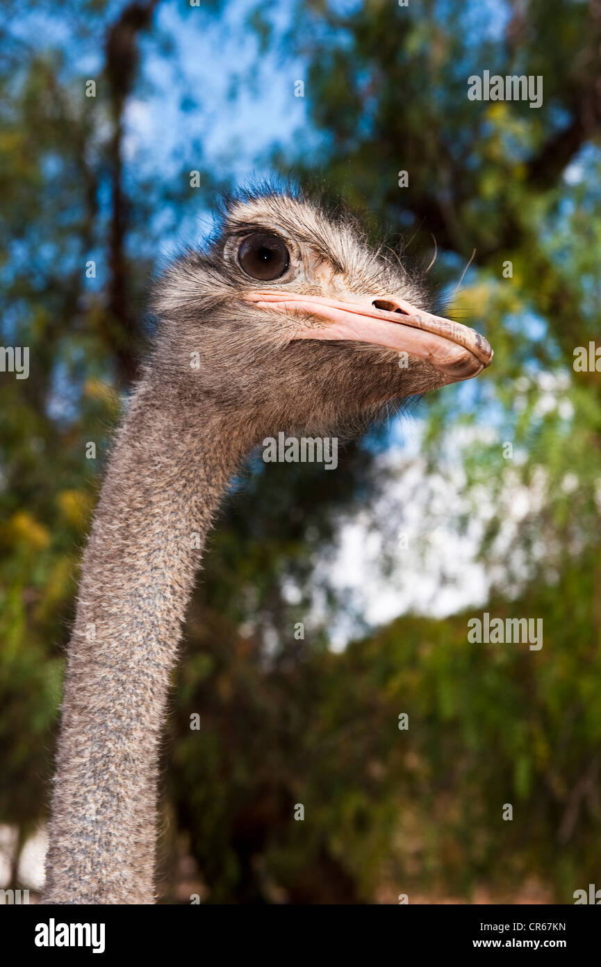 South Africa, Western Cape, on route 62, ostrich farm near Oudtshoorn ...