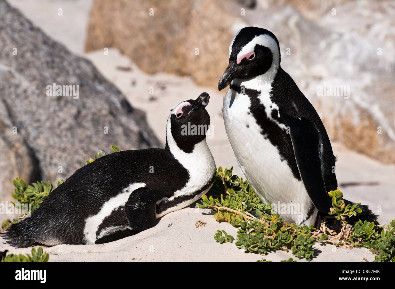 South Africa, Western Cape, Cape Peninsula, Simon's Town, the beach of ...