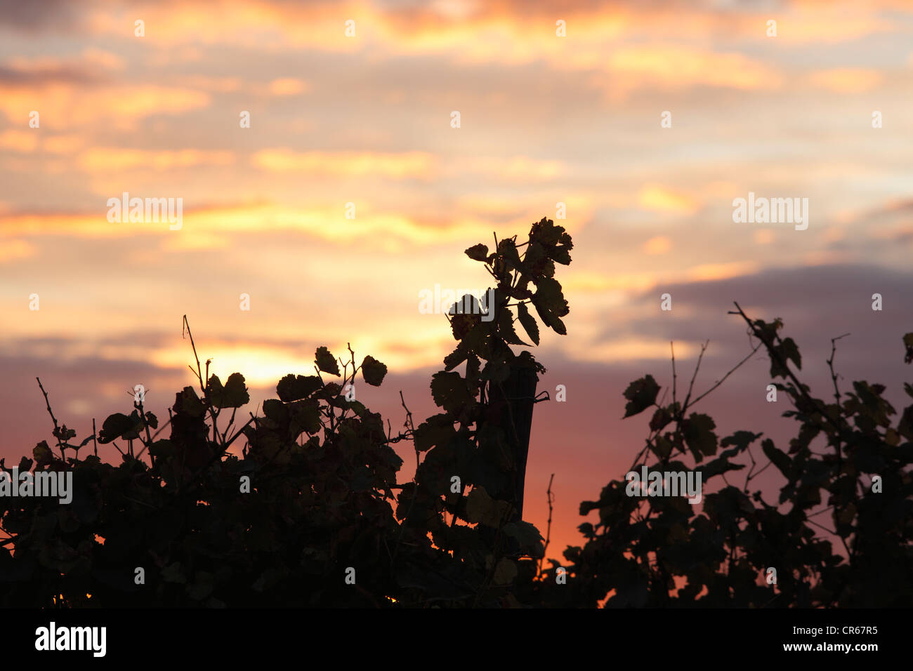 Vine view hi-res stock photography and images - Alamy