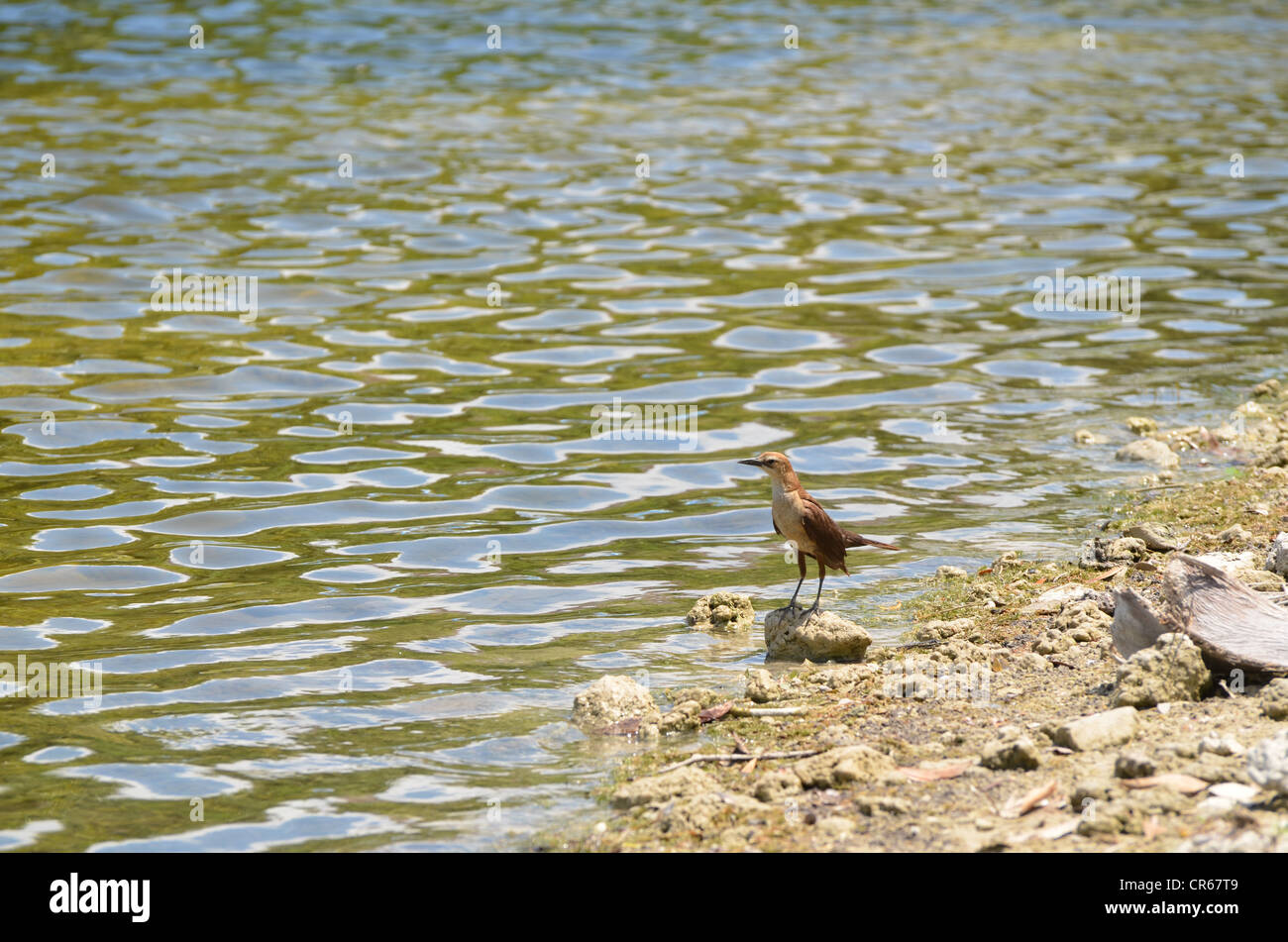 bird along river Stock Photo - Alamy