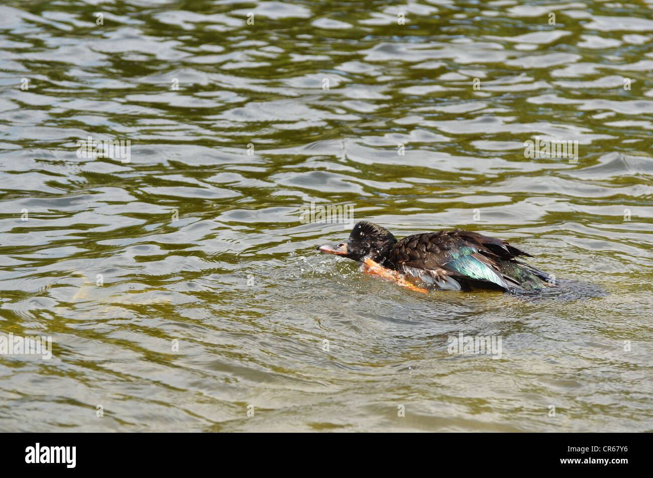 Relaxed duck hi-res stock photography and images - Alamy
