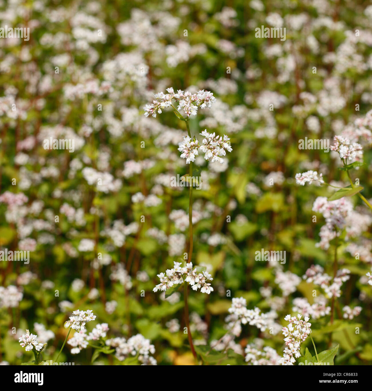 Buckwheat hi-res stock photography and images - Alamy