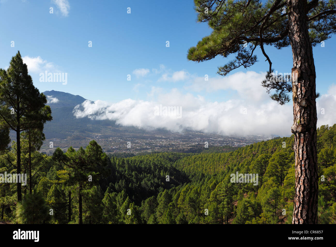 Islands and forest hi-res stock photography and images - Alamy