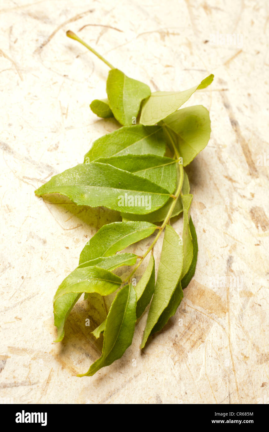 Fresh curry leaves hi-res stock photography and images - Alamy