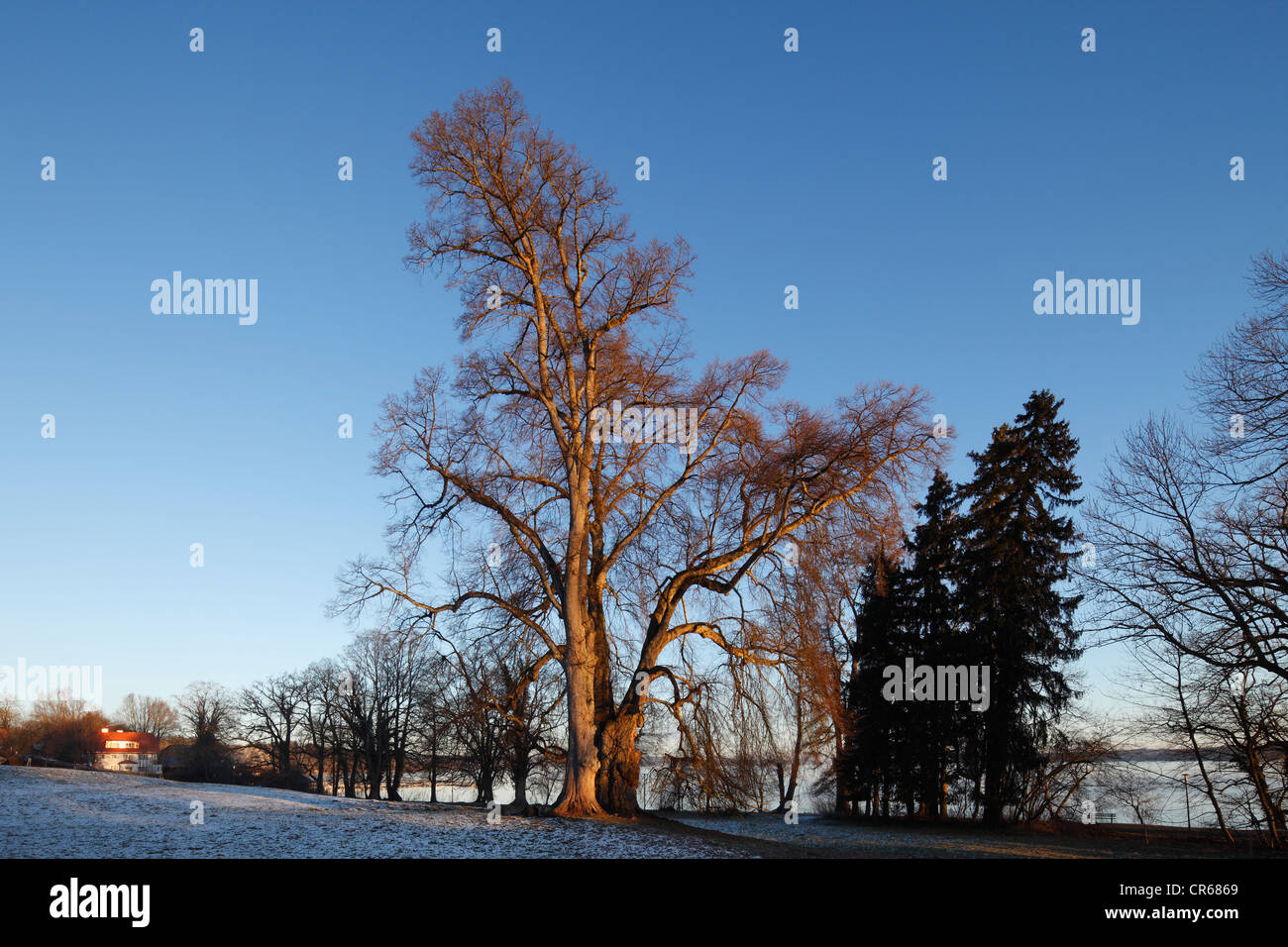Linden Tree High Resolution Stock Photography and Images - Alamy