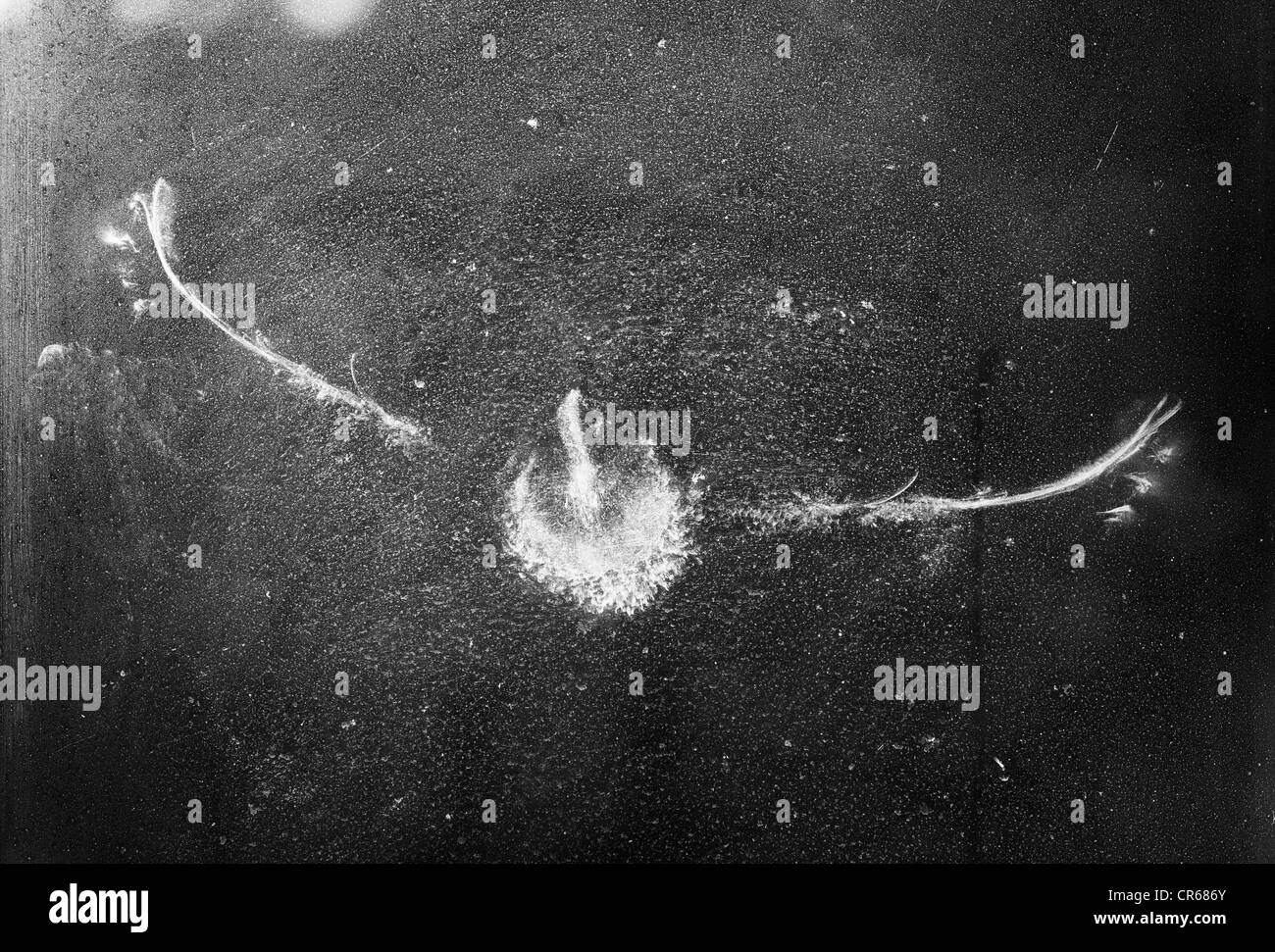 Bird imprint on window Black and White Stock Photos & Images - Alamy