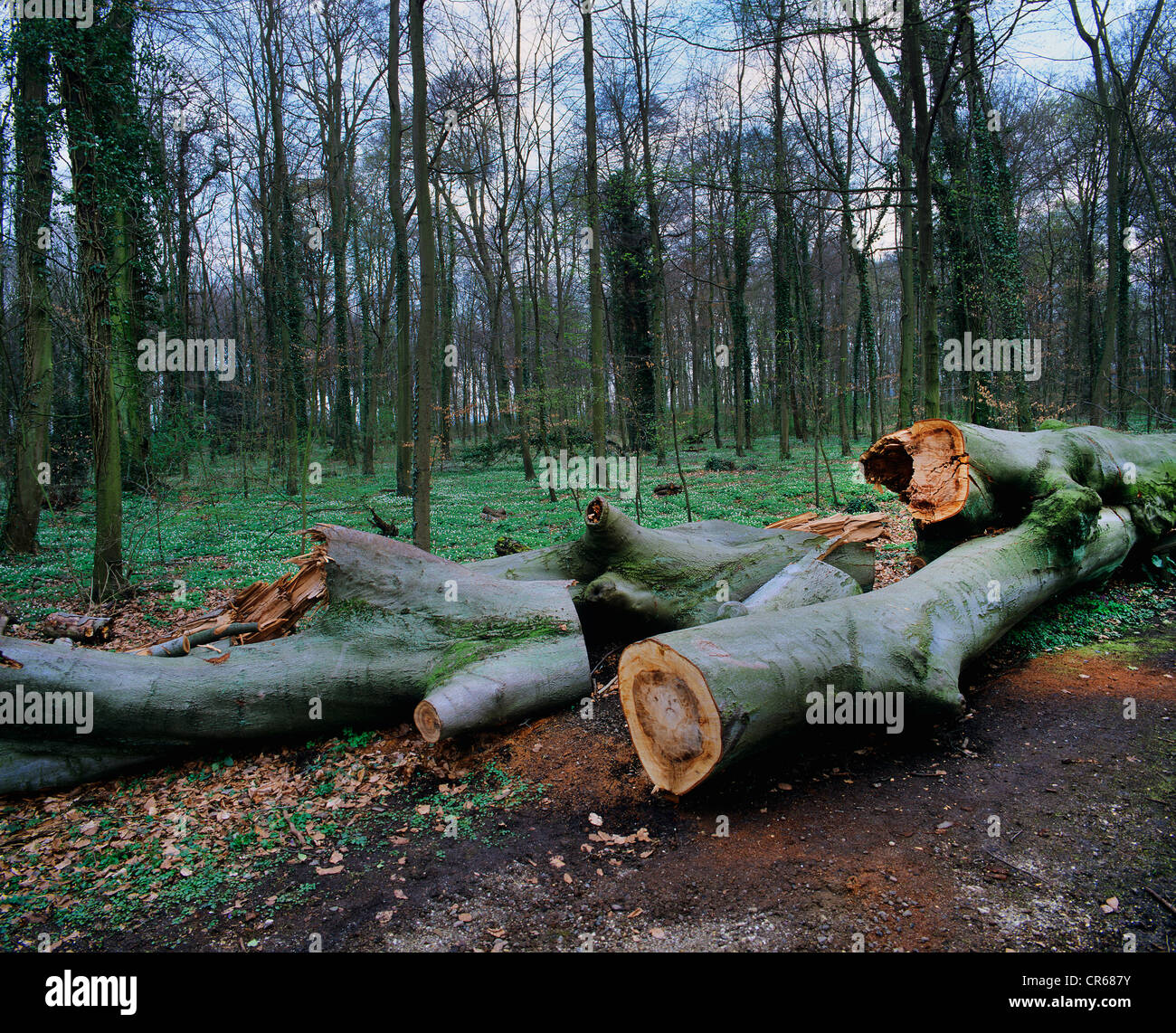 Wind breakage, cut up trunks of fallen trees, European beech, common ...