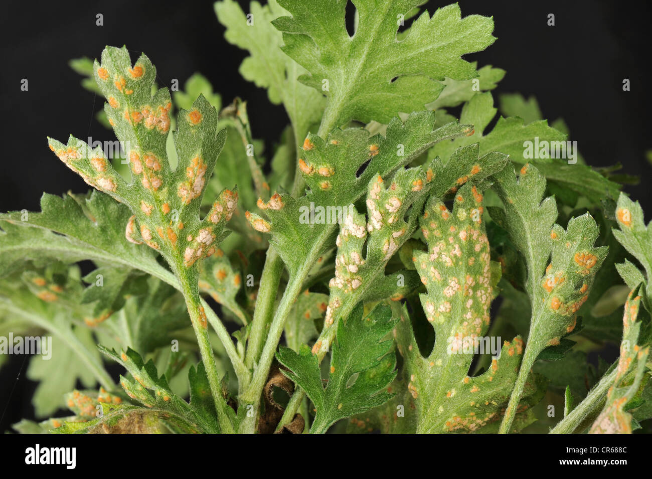 White rust (Puccinia horiana) on the underside of a Chrysanthemum leaf ...