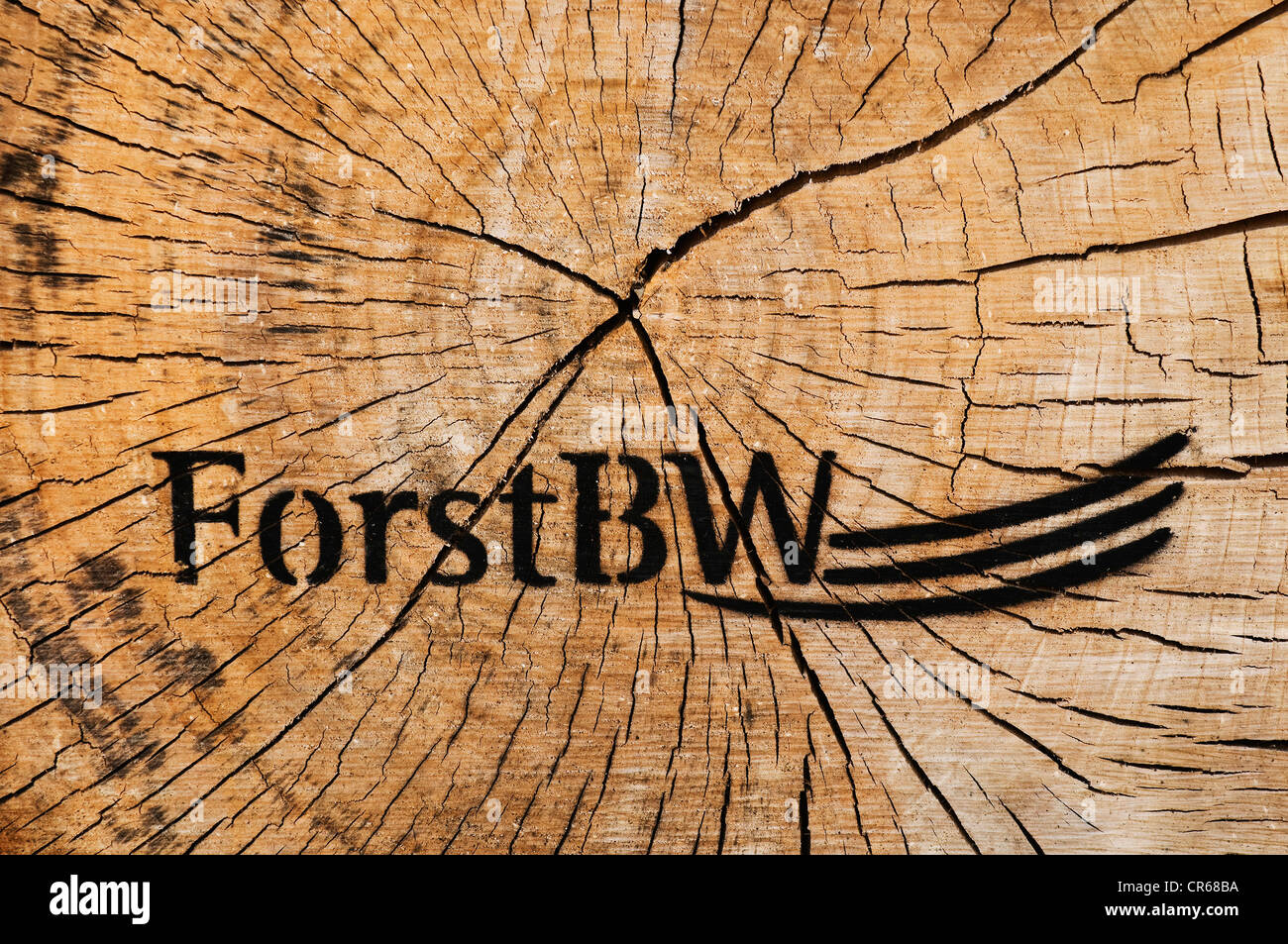 Slice of tree with a branded stamp of Forst BW, Forest Administration ...