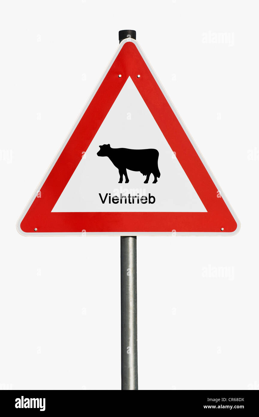 Warning sign, Viehtrieb, German for cattle drive Stock Photo - Alamy